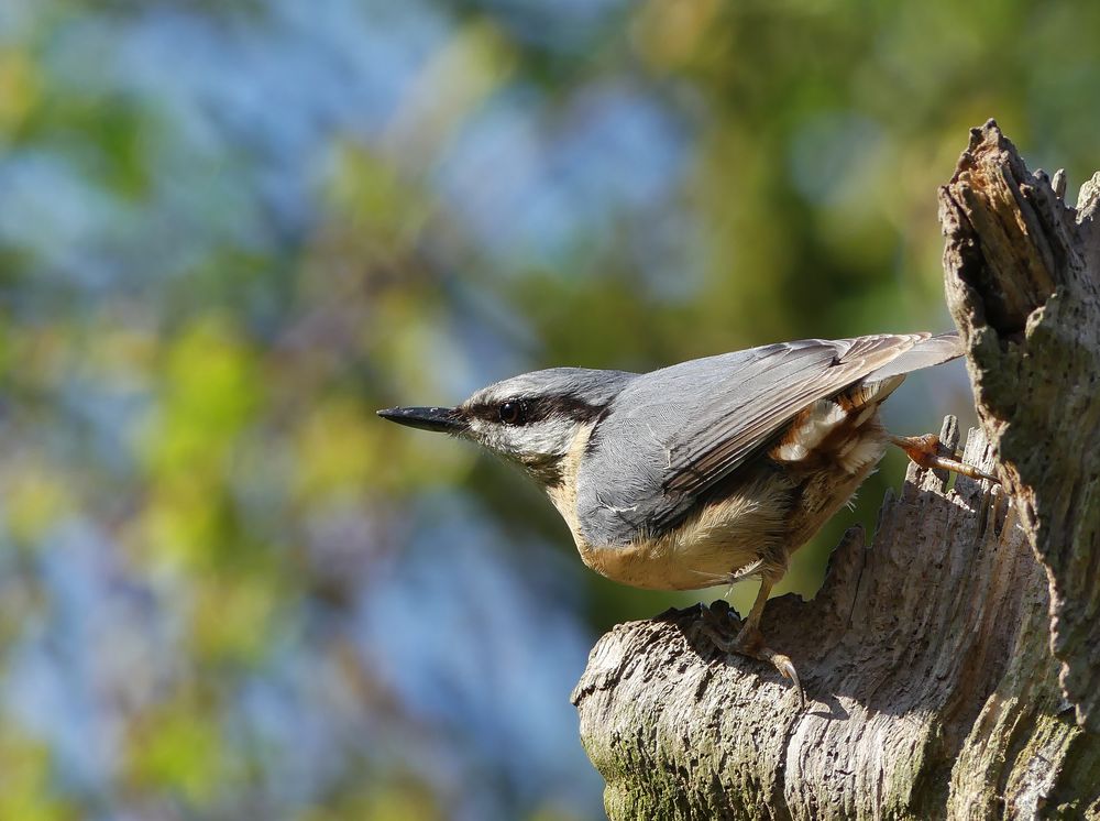 Der Kleiber..... Foto & Bild | vögel, natur, tiere Bilder auf fotocommunity