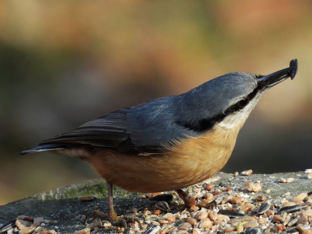 der Kleiber Foto & Bild | tiere, wildlife, wild lebende vögel Bilder ...