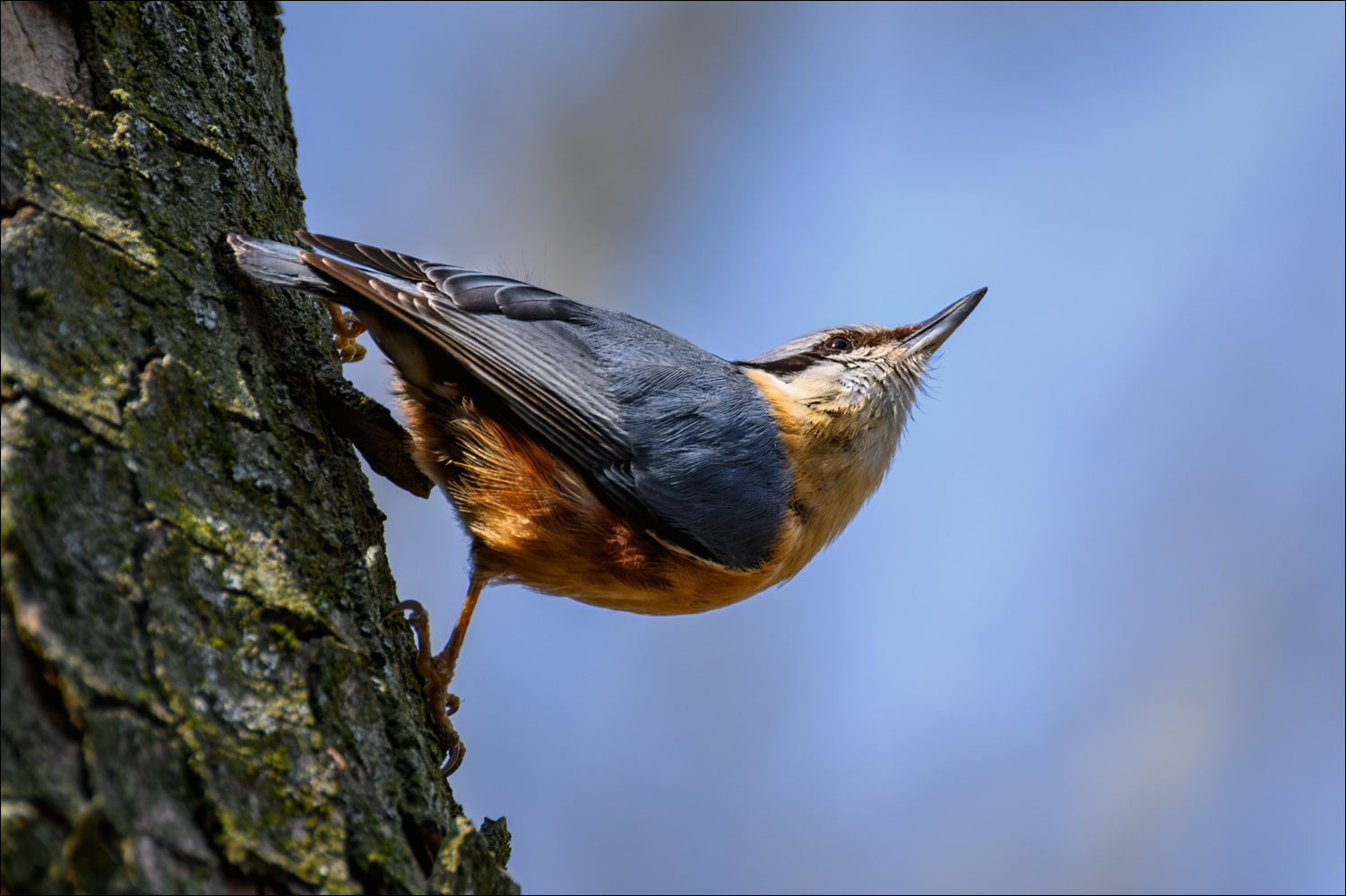Der Kleiber Foto & Bild | tiere, wildlife, wild lebende vögel Bilder ...