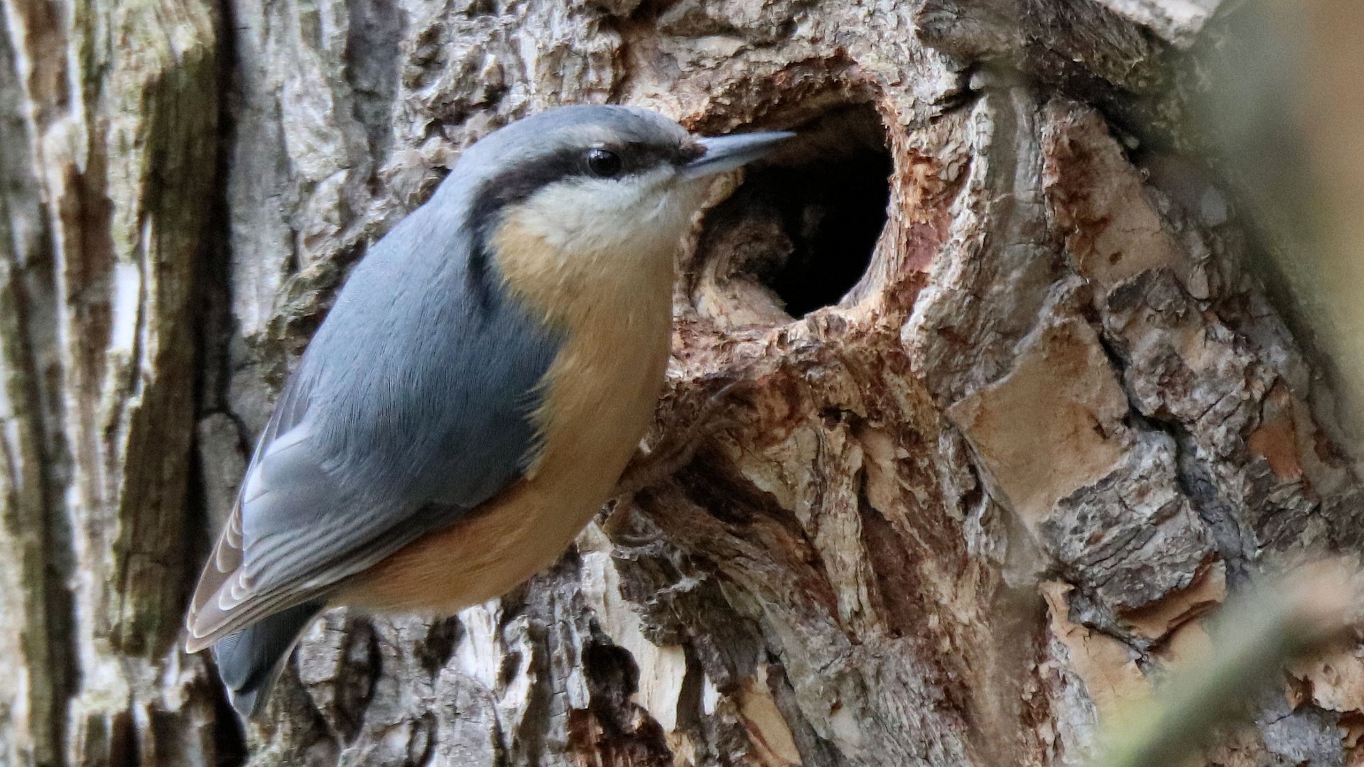 Der Kleiber... Foto & Bild | tiere, wildlife, wild lebende vögel Bilder ...