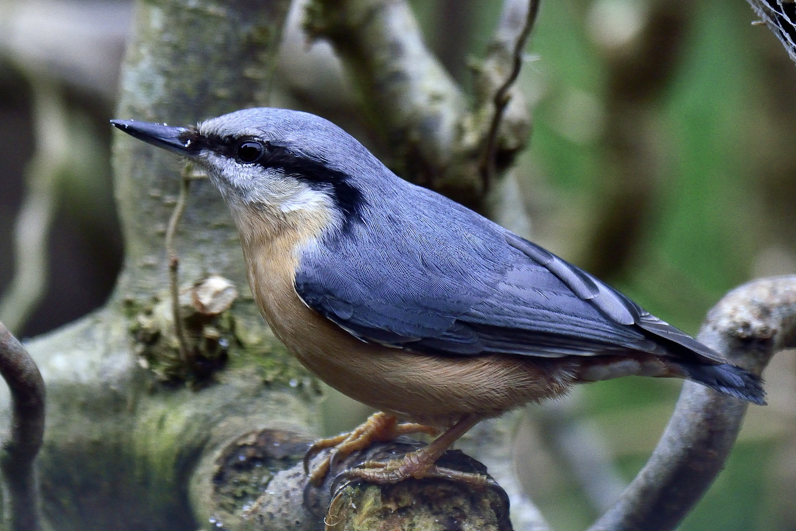 Der Kleiber Foto & Bild | tiere, wildlife, wild lebende vögel Bilder ...