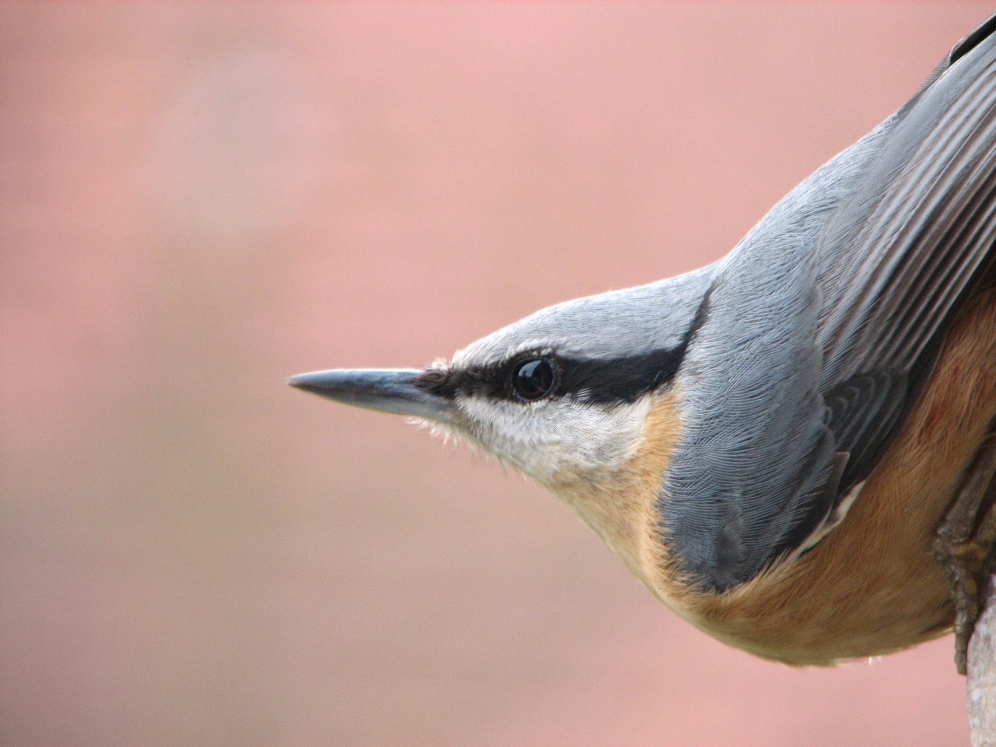 Der Kleiber Foto & Bild | tiere, wildlife, wild lebende vögel Bilder ...