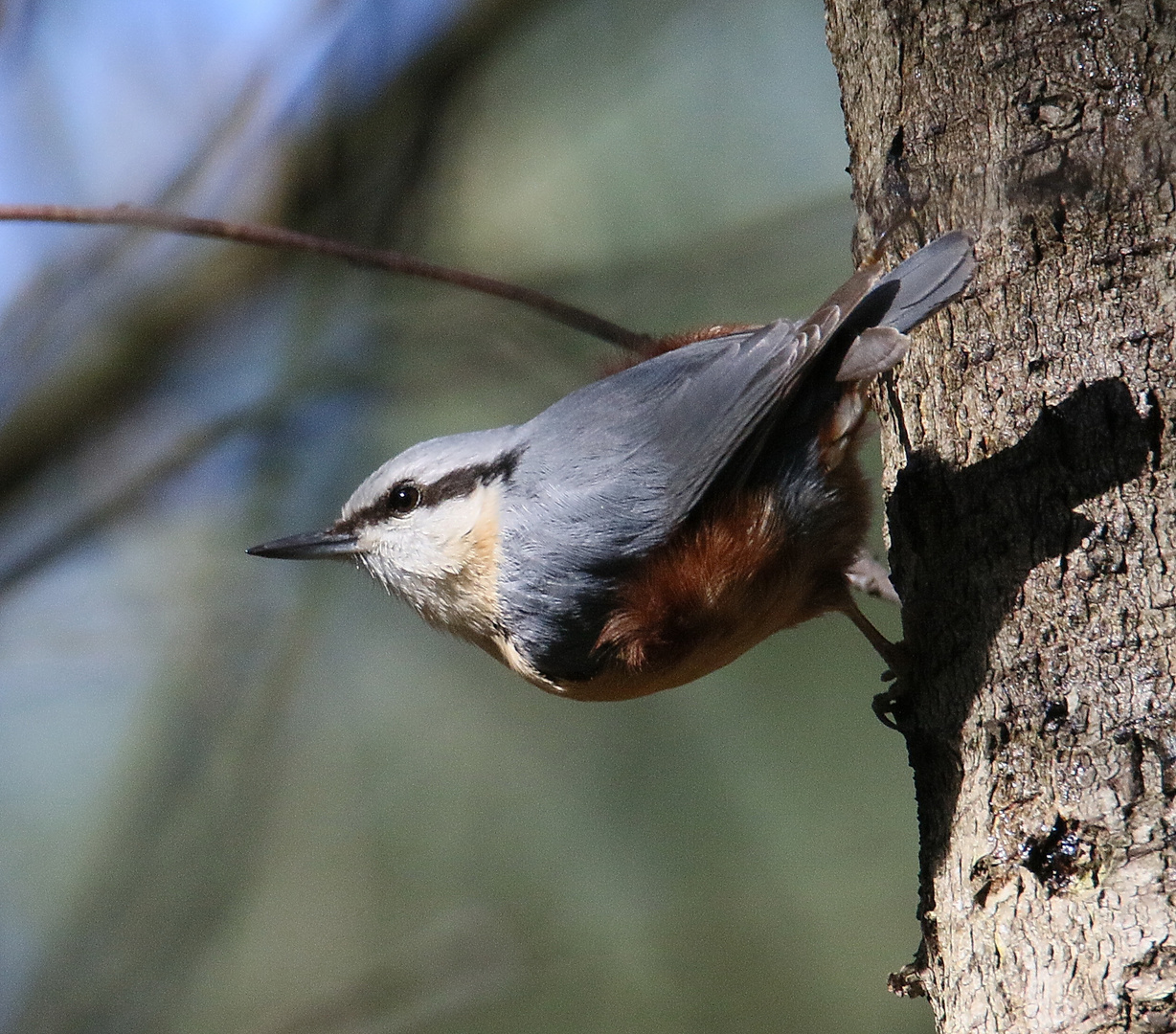 der Kleiber Foto & Bild | natur, vögel, wildlife Bilder auf fotocommunity
