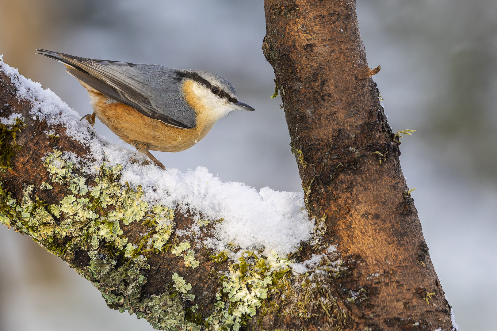 Der Kleiber... Foto & Bild | winter, schnee, natur Bilder auf fotocommunity