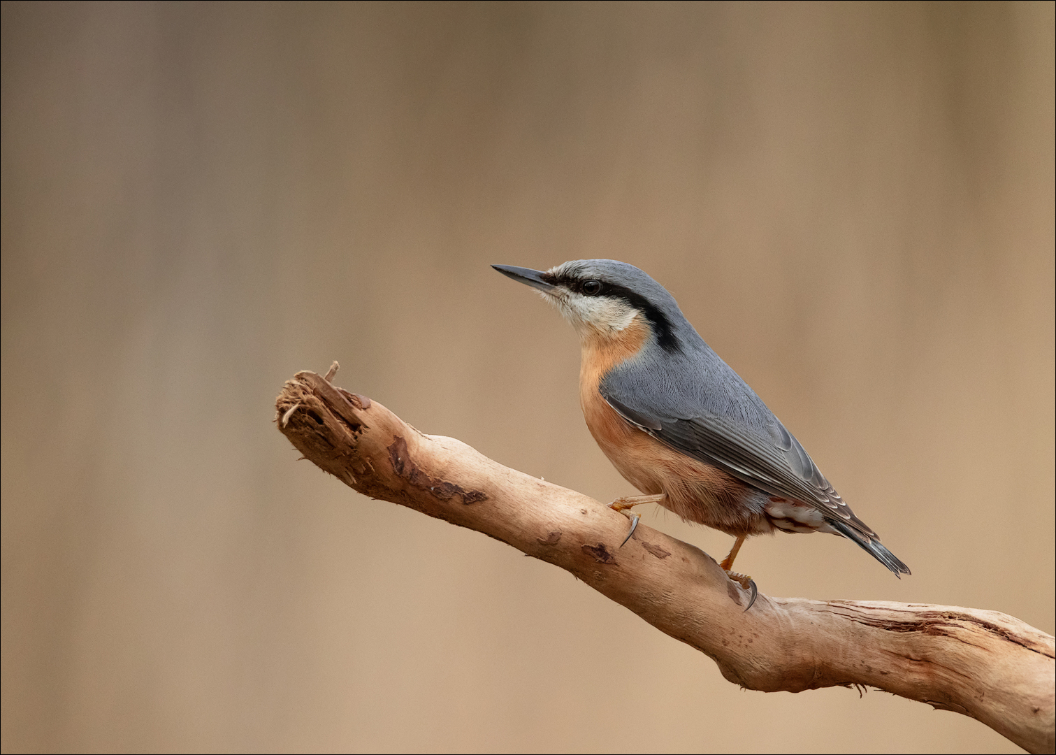Der Kleiber Foto & Bild | tiere, wildlife, wild lebende vögel Bilder ...