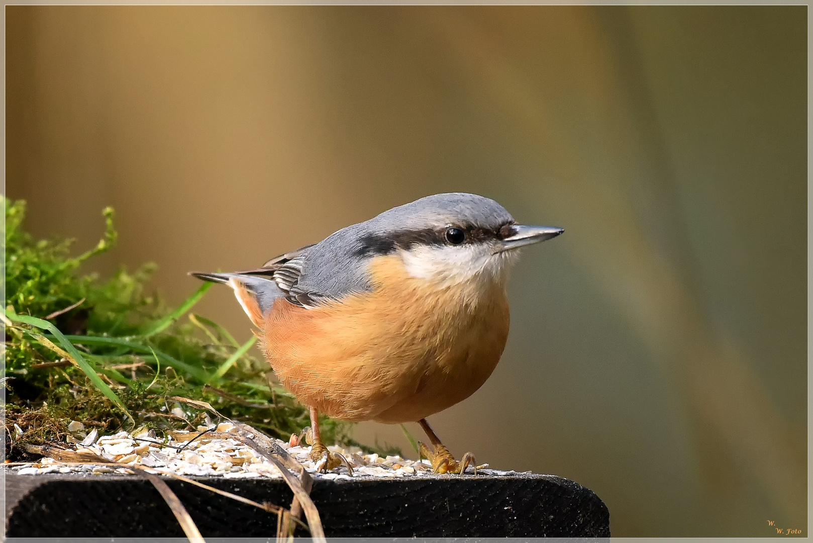Der Kleiber Foto & Bild | natur, tiere, wildlife Bilder auf fotocommunity