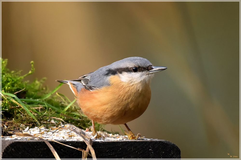 Der Kleiber Foto & Bild | natur, tiere, wildlife Bilder auf fotocommunity