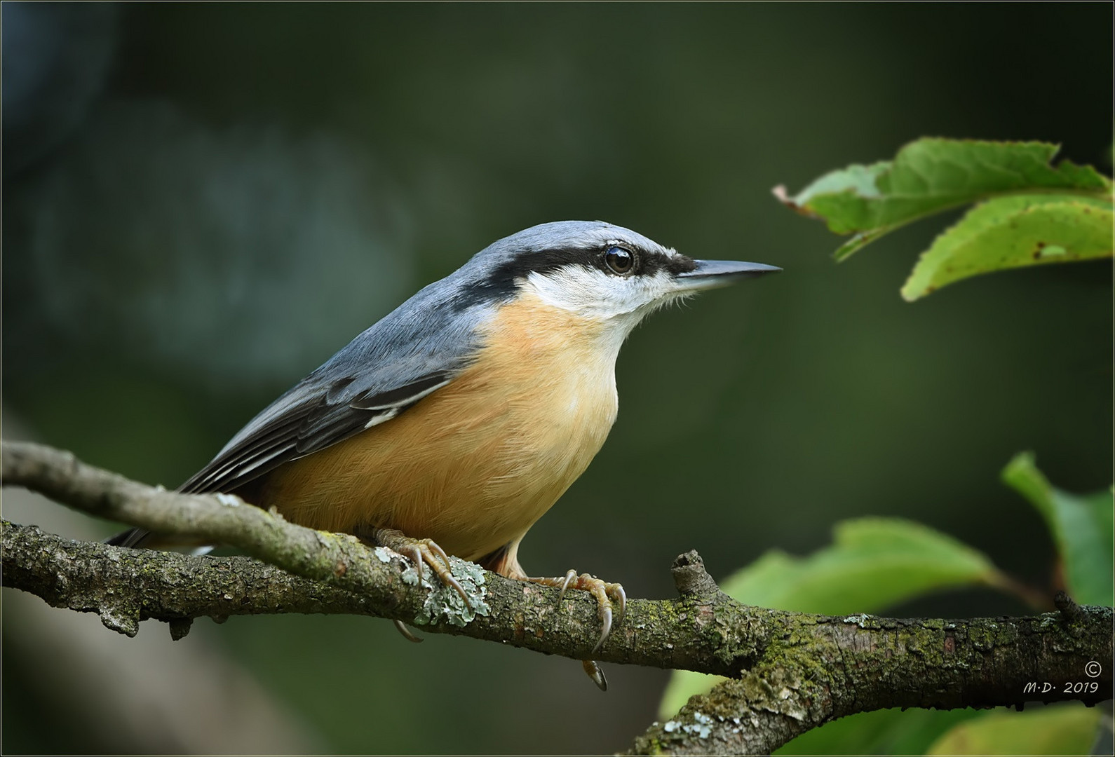 Der Kleiber ... Foto & Bild | tiere, wildlife, wild lebende vögel ...