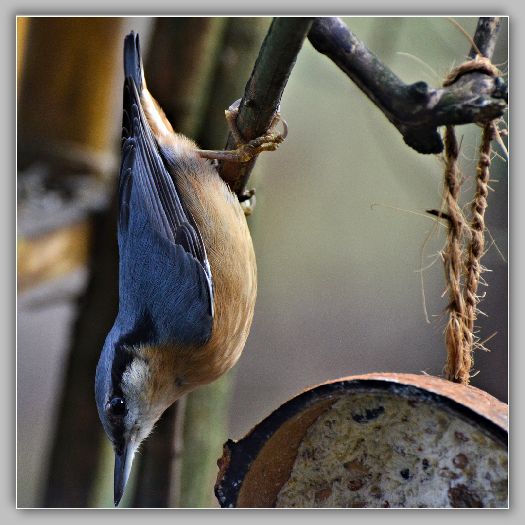 Der Kleiber...... Foto & Bild | natur, vögel, wildlife Bilder auf ...
