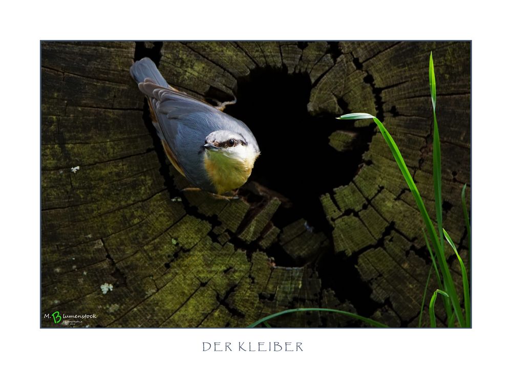 DER KLEIBER Foto & Bild | deutschland, europe, baden- württemberg ...