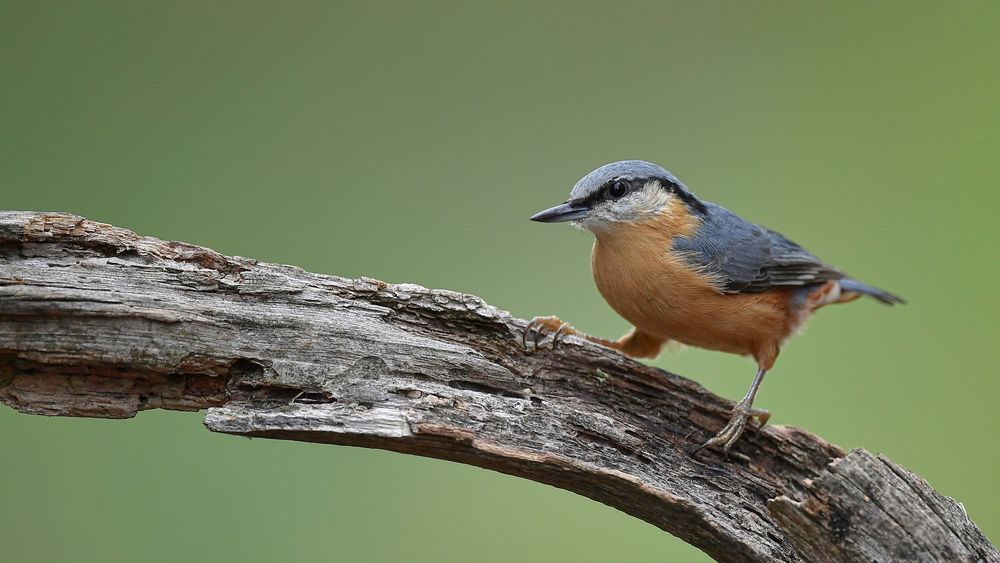 der Kleiber.. Foto & Bild | tiere, wildlife, wild lebende vögel Bilder ...