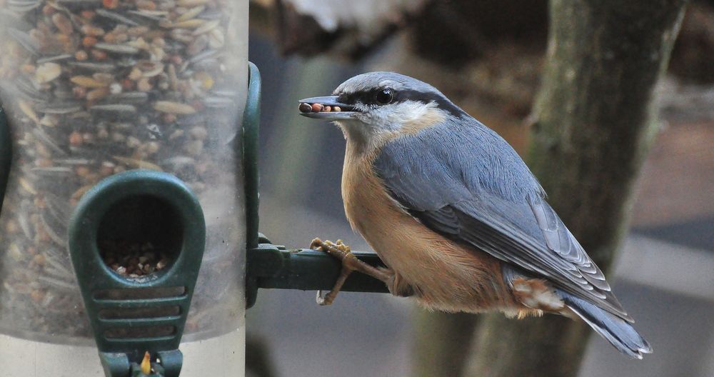 Der Kleiber..... Foto & Bild | natur, vögel, wildlife Bilder auf ...