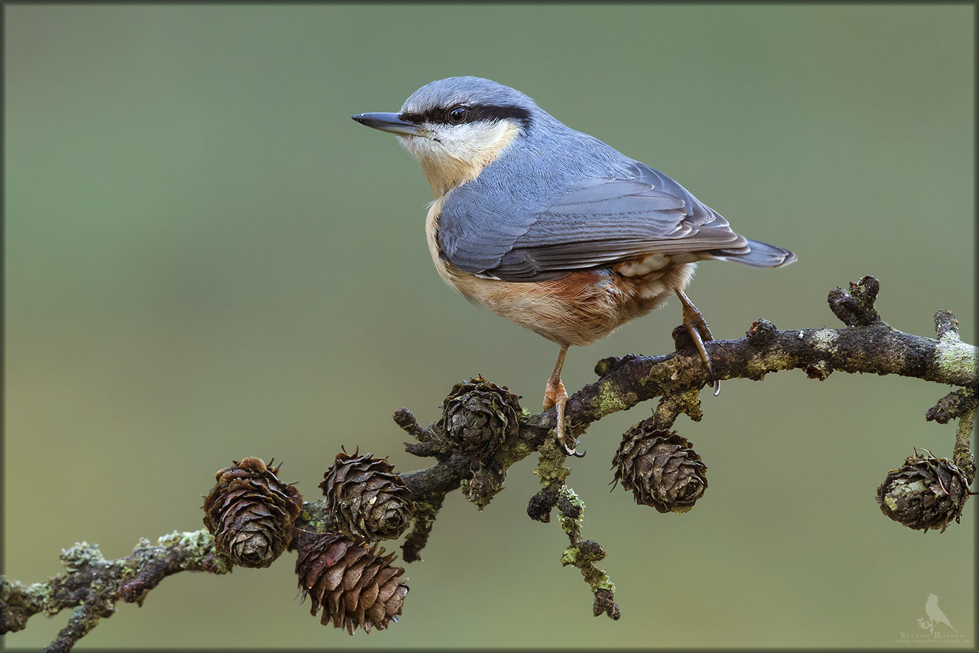 Der Kleiber Foto & Bild | tiere, wildlife, wild lebende vögel Bilder ...
