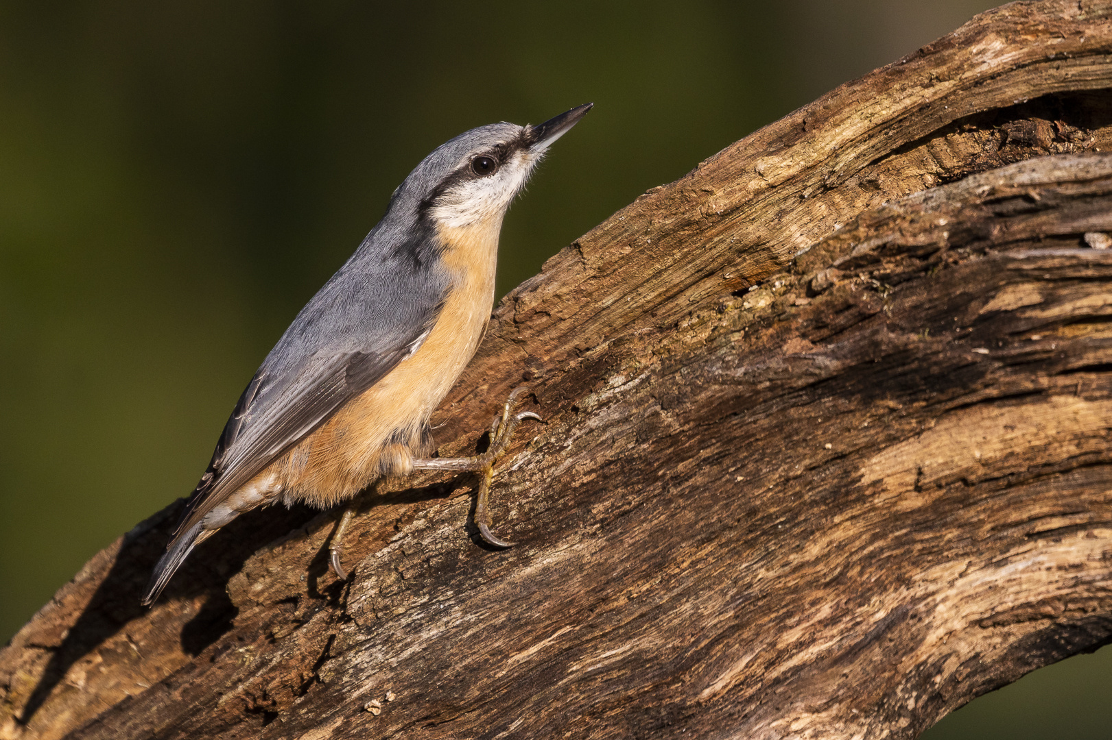 Der Kleiber... Foto & Bild | natur, europa, germany Bilder auf ...