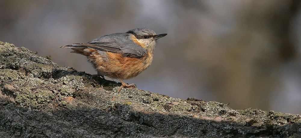 Der Kleiber Foto & Bild | tiere, wildlife, wild lebende vögel Bilder ...