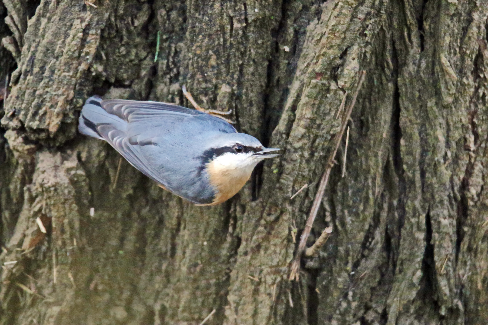 Der Kleiber Foto & Bild | natur, tiere, vögel Bilder auf fotocommunity