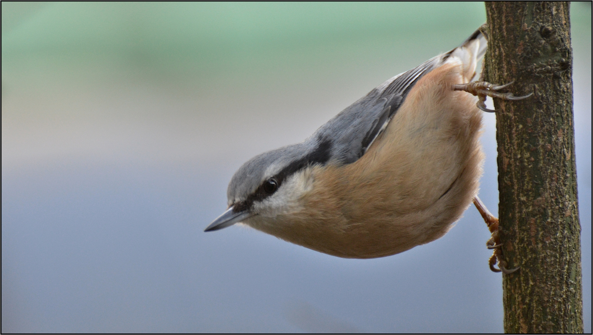 Der Kleiber...... Foto & Bild | natur, singvogel, tiere Bilder auf ...