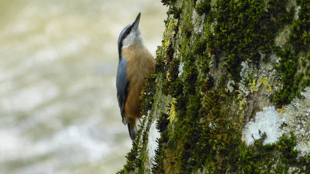 der Kleiber Foto & Bild | tiere, wildlife, wild lebende vögel Bilder ...