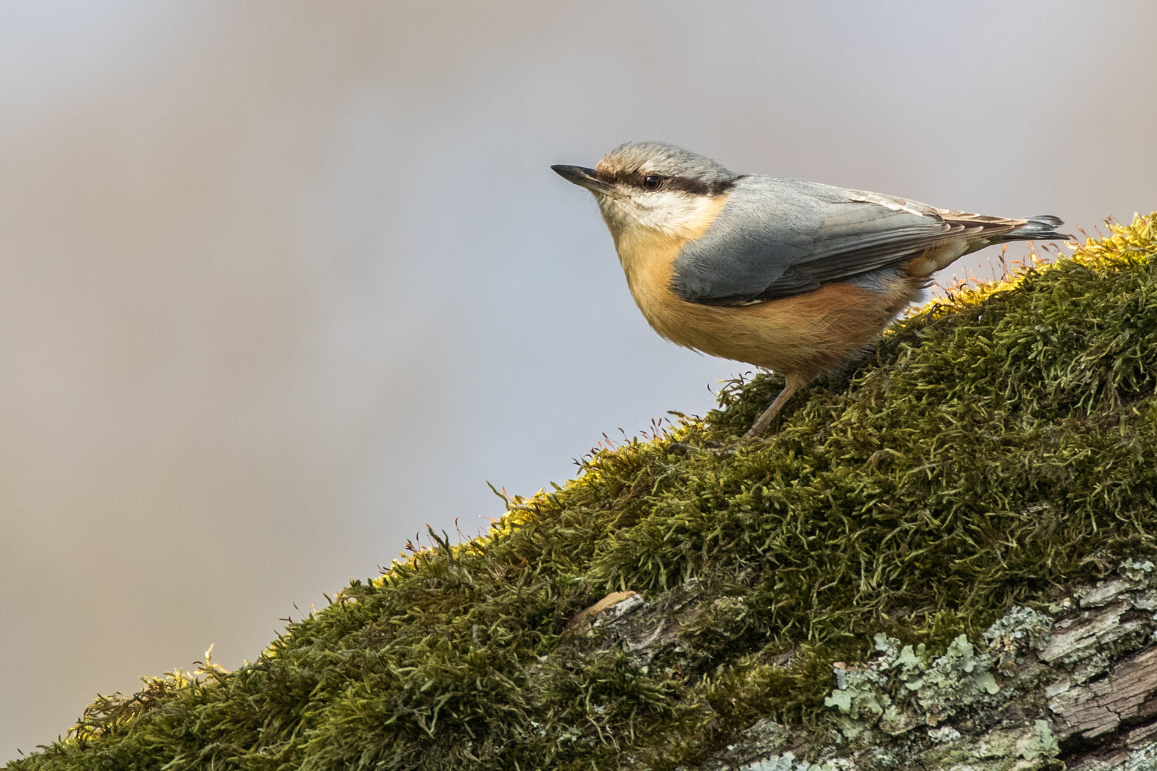 Der Kleiber Foto & Bild | tiere, wildlife, wild lebende vögel Bilder ...