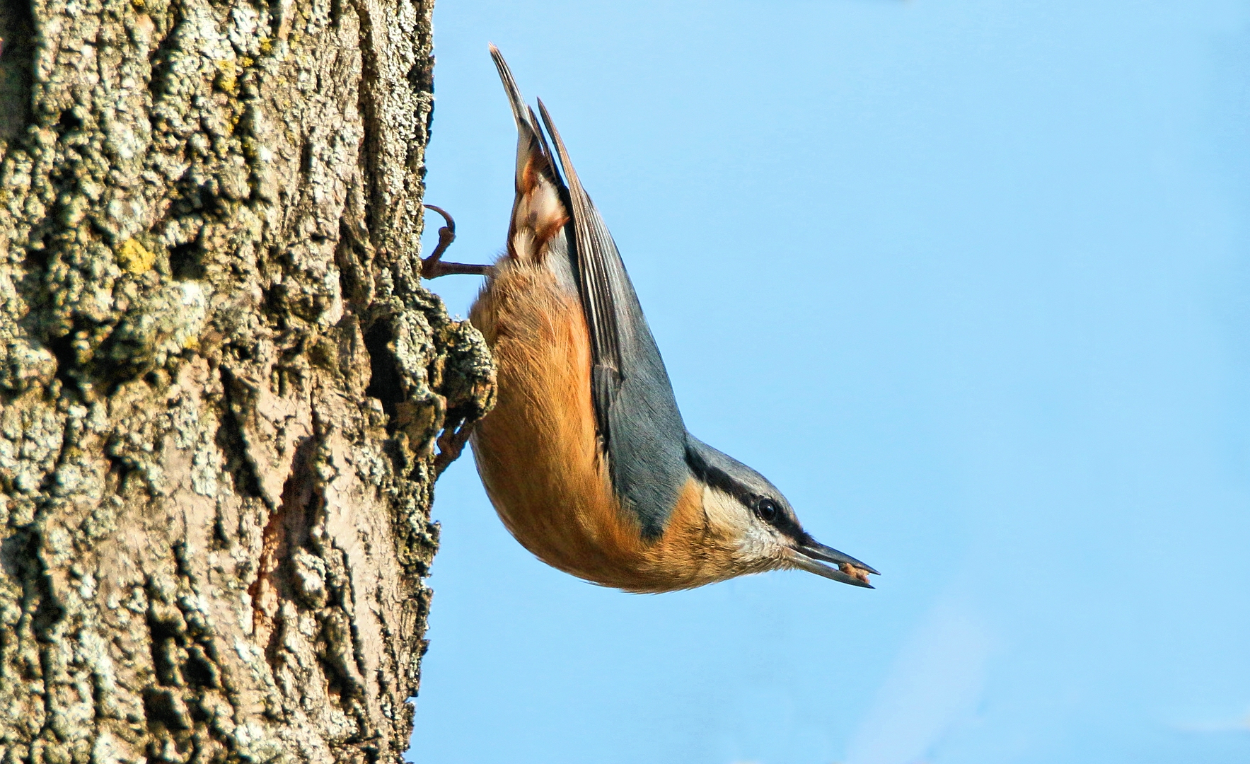 DER KLEIBER Foto & Bild | world, stuttgart, tiere Bilder auf fotocommunity
