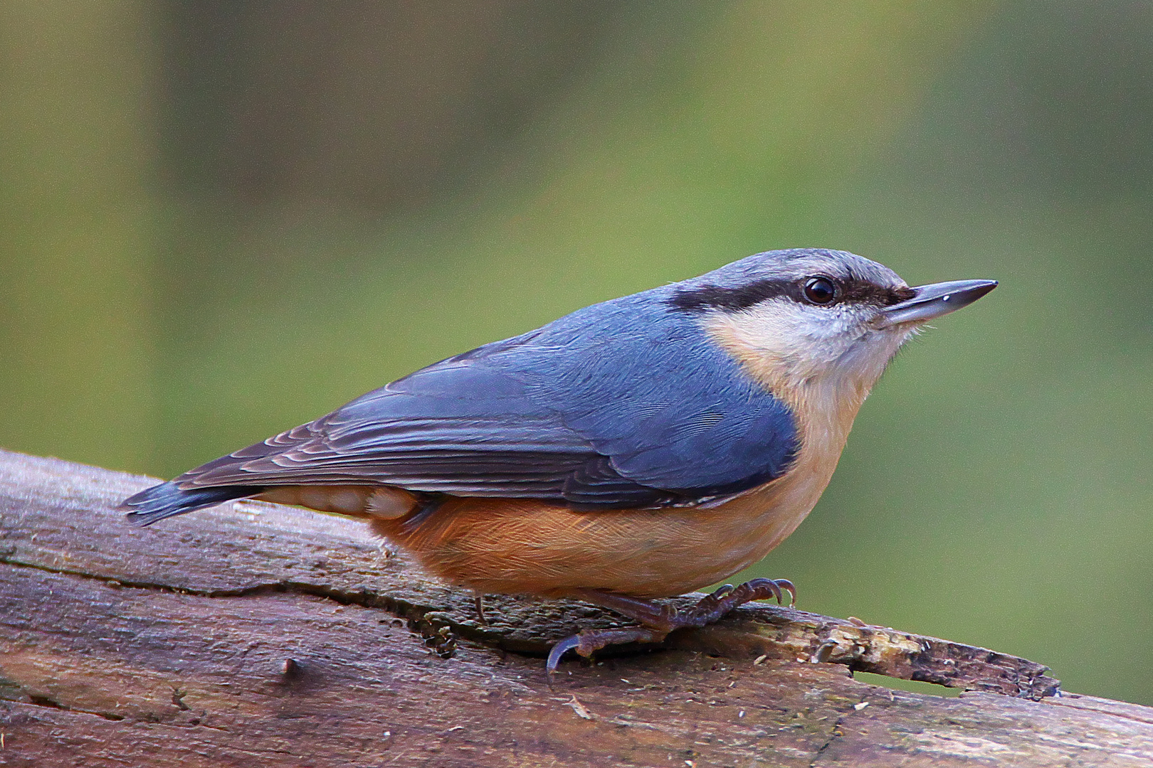 Der Kleiber ist jetzt den ganzen Tag unterwegs Foto & Bild | natur ...