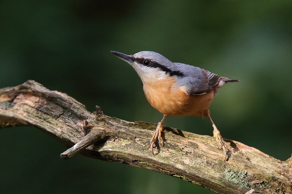 Der Kleiber (Sitta europaea) Foto & Bild | meisen, spechte , natur ...