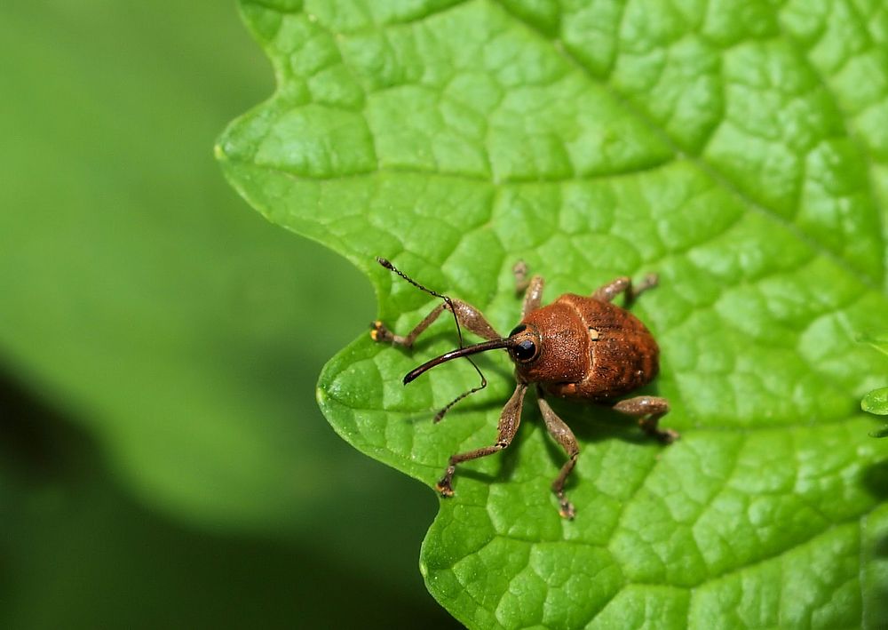Der Kleine Foto & Bild | tiere, wildlife, insekten Bilder auf fotocommunity