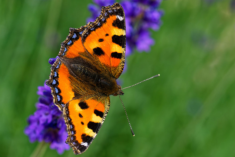 der kleine Foto & Bild | natur, insekten, tiere Bilder auf fotocommunity