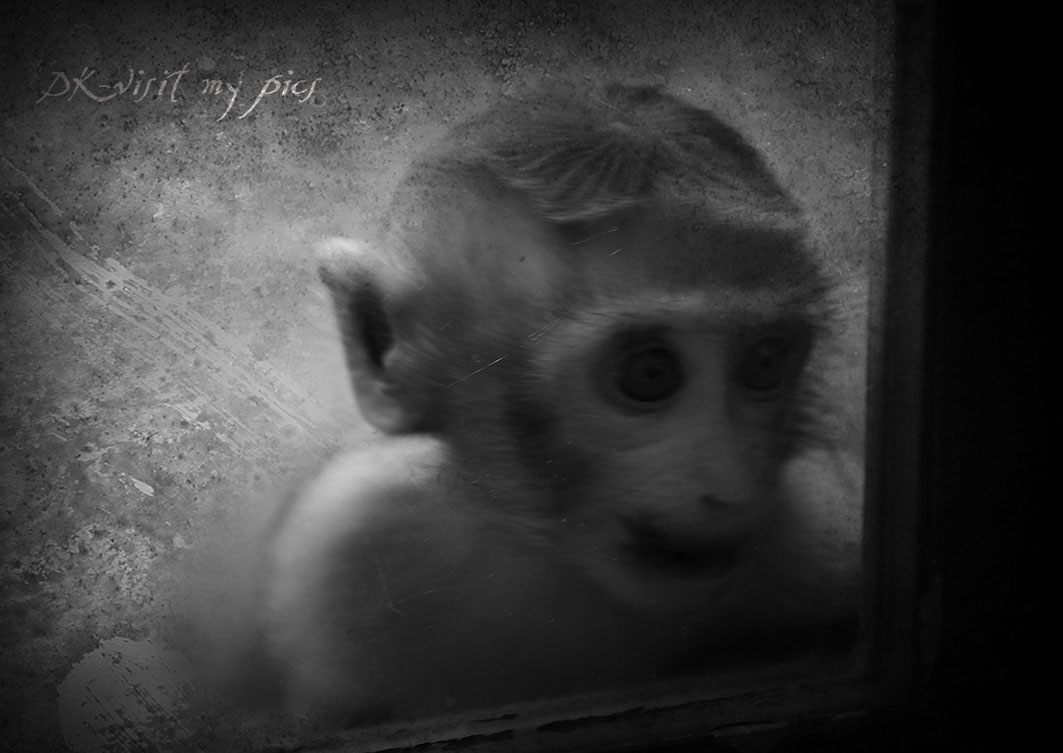Der kleine Affe hinter dem Fenster Foto & Bild | tiere, zoo, wildpark ...