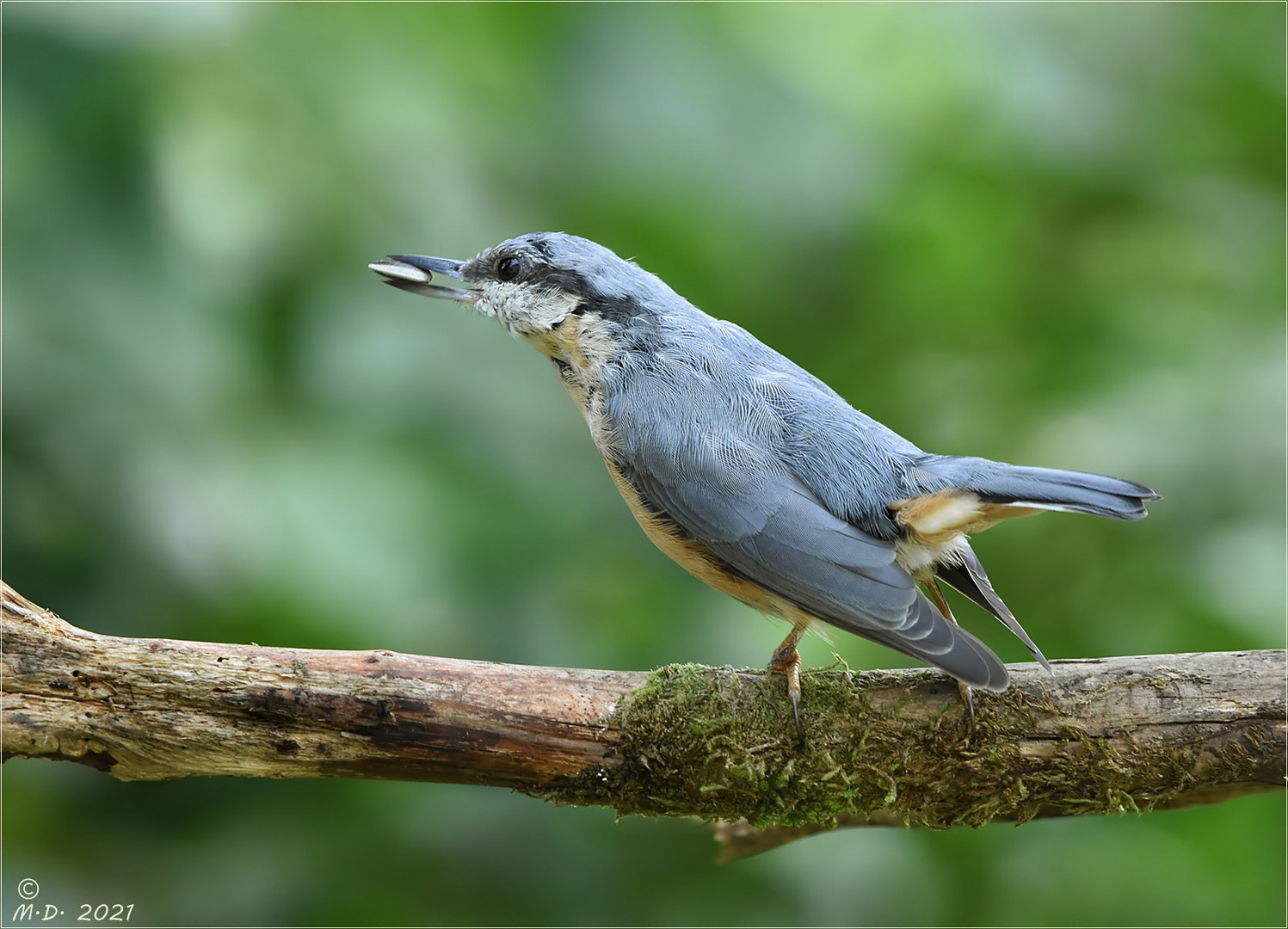 Der kleine Angeber ... Foto & Bild | tiere, wildlife, wild lebende ...