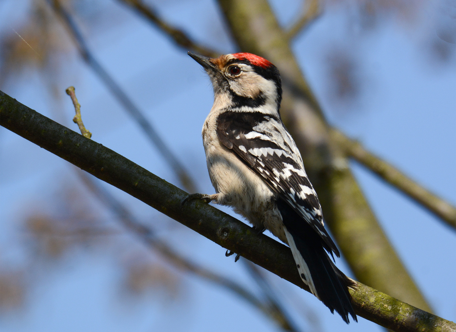 der kleine Buntspecht Foto & Bild | tiere, wildlife, wild lebende vögel ...