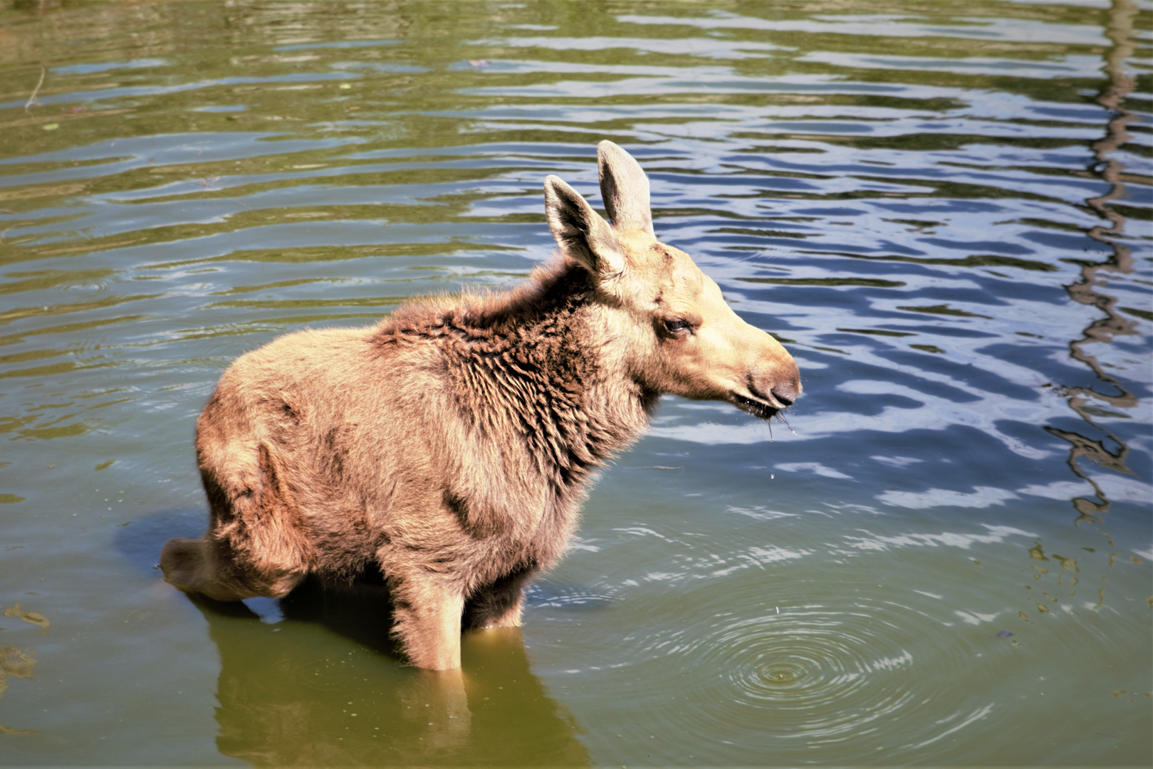 Der kleine Elch Foto & Bild | dokumentation, outdoor, natur Bilder auf ...