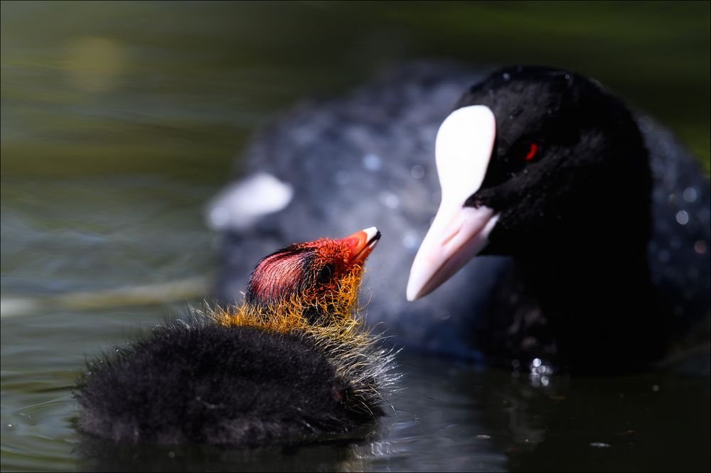Der kleine, freche Racker Foto & Bild | quatsch, fun und rätselecke ...