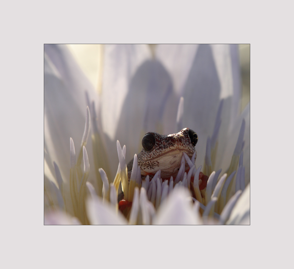 Der kleine Frosch Foto & Bild | tiere, wildlife, amphibien & reptilien ...