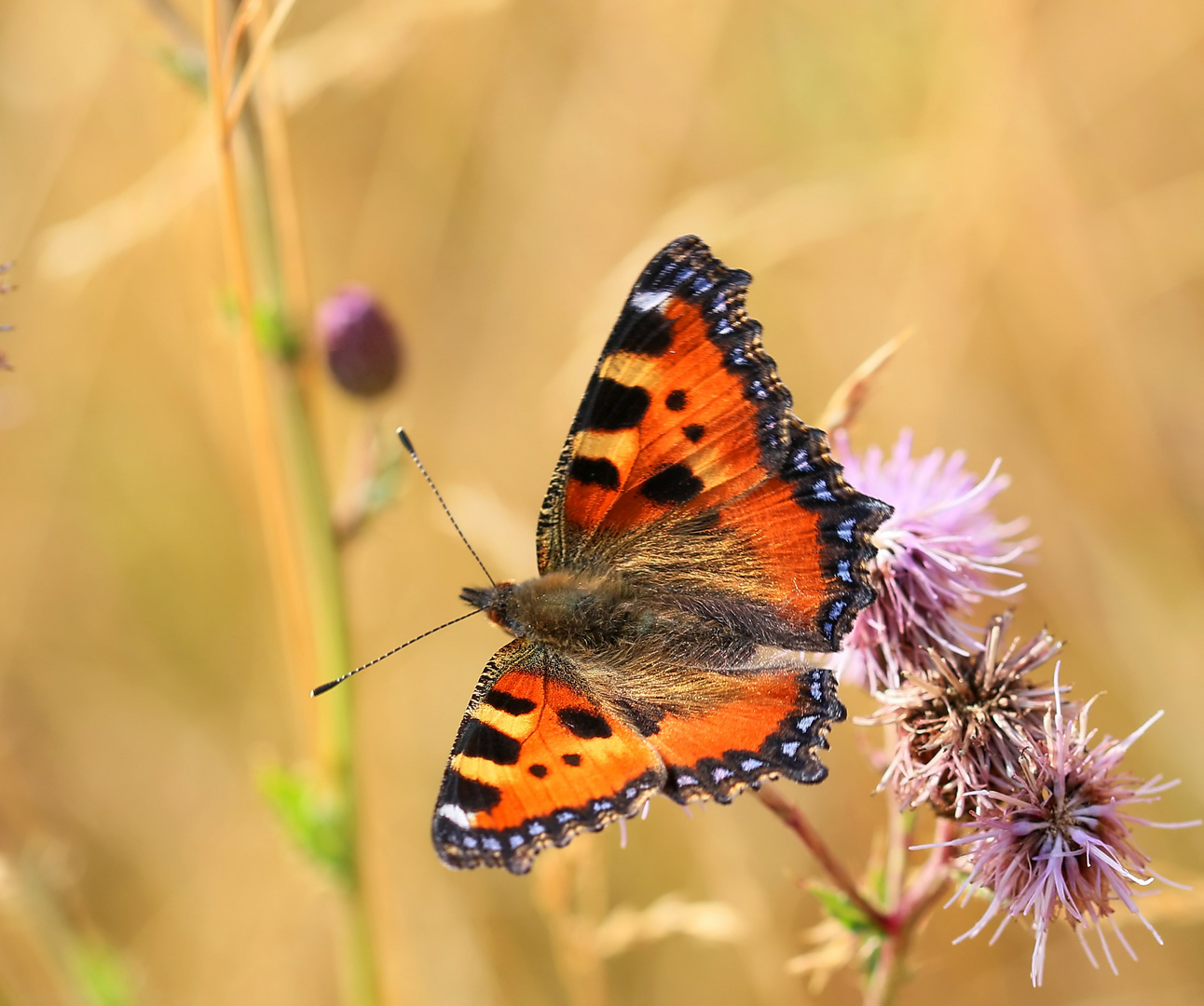 ...der kleine Fuchs..... Foto & Bild | natur, insekten, tiere Bilder ...