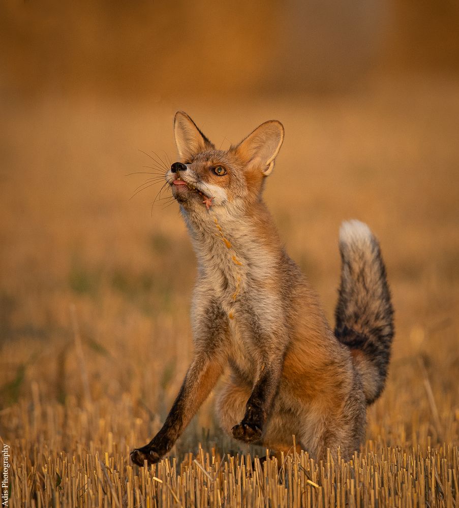 Der kleine Fuchs | Adis-Photography
