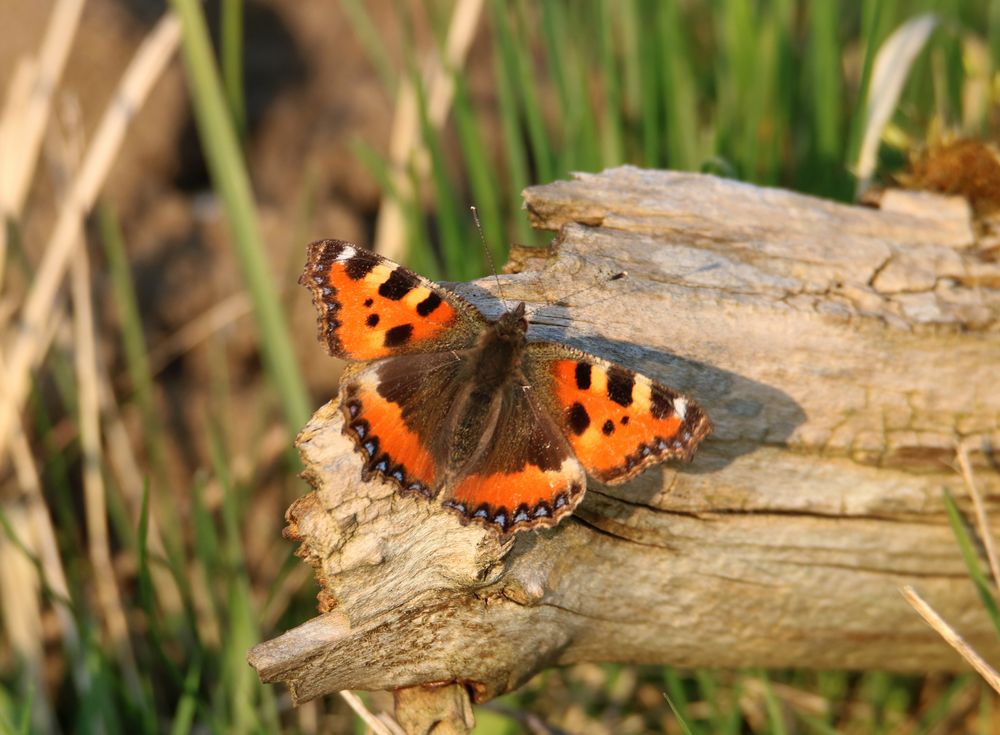Der Kleine Fuchs Foto & Bild | tiere, wildlife, schmetterlinge Bilder ...