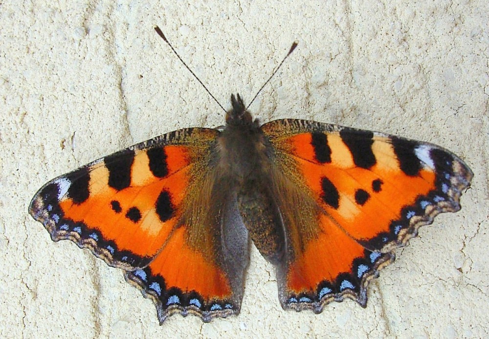 Der kleine Fuchs Foto & Bild | tiere, wildlife, schmetterlinge Bilder ...