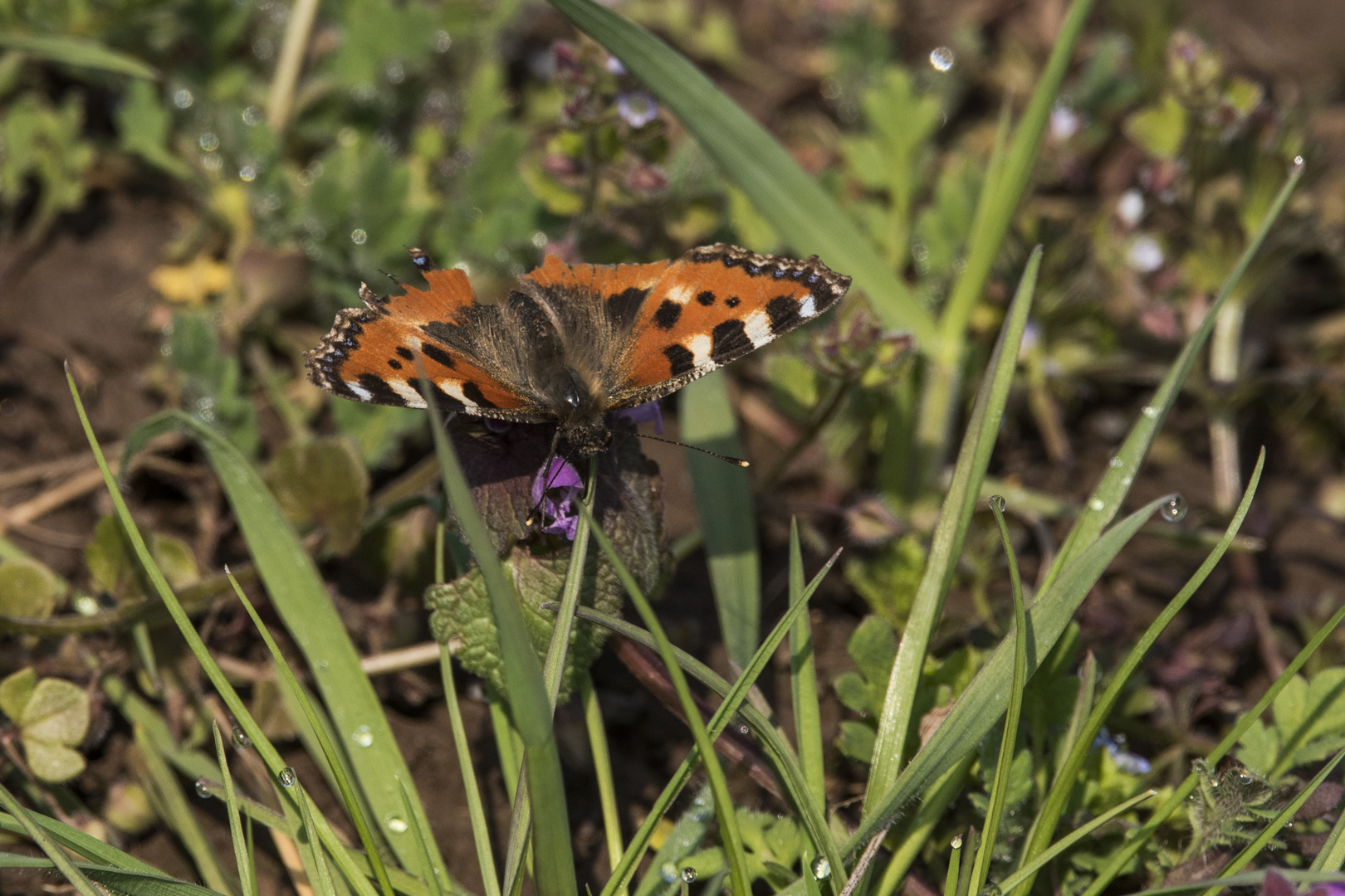 Der Kleine Fuchs Foto & Bild | tiere, wildlife, schmetterlinge Bilder ...