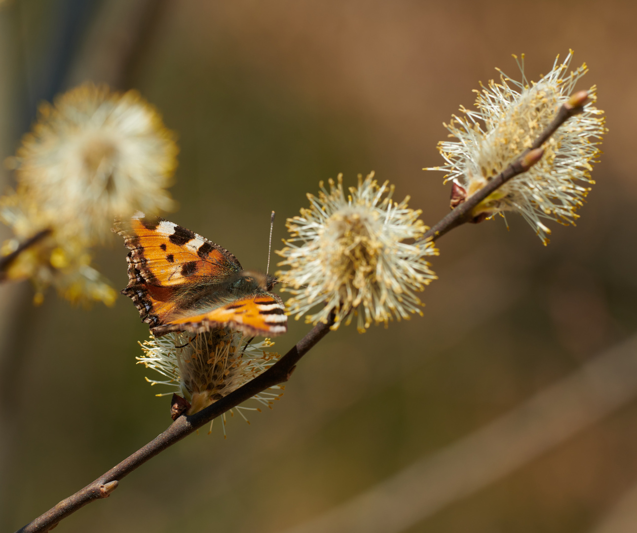 Der kleine Fuchs Foto & Bild | natur, insekten Bilder auf fotocommunity