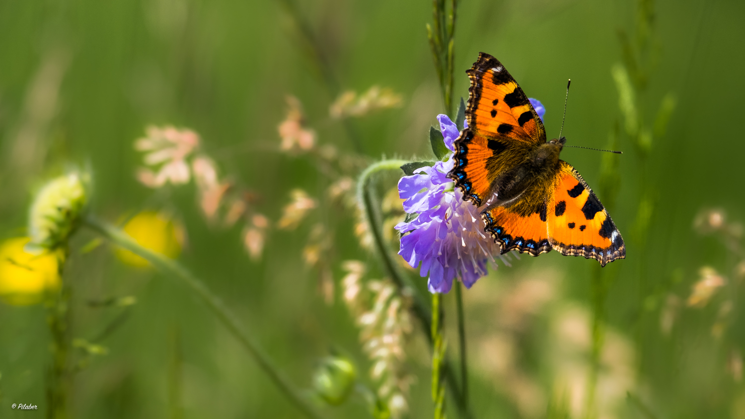 Der kleine Fuchs Foto & Bild | tiere, wildlife, schmetterlinge Bilder ...