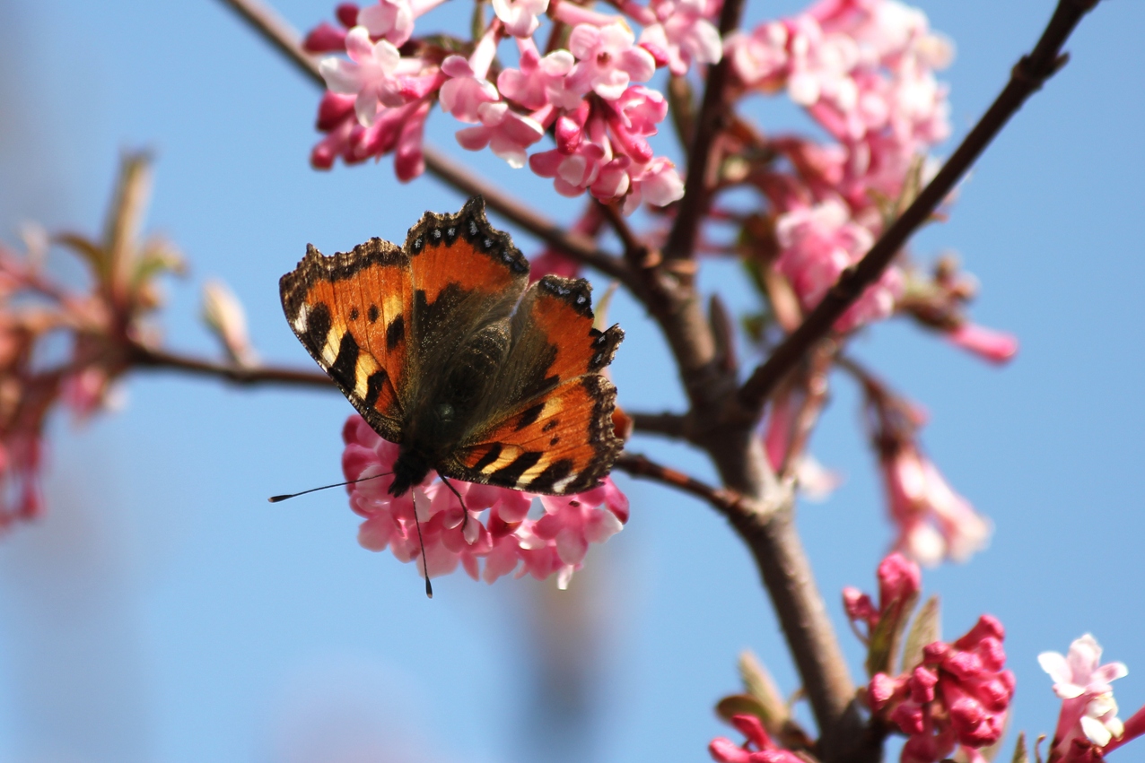 der kleine Fuchs - Aglais urticae 2 Foto & Bild | tiere, wildlife ...