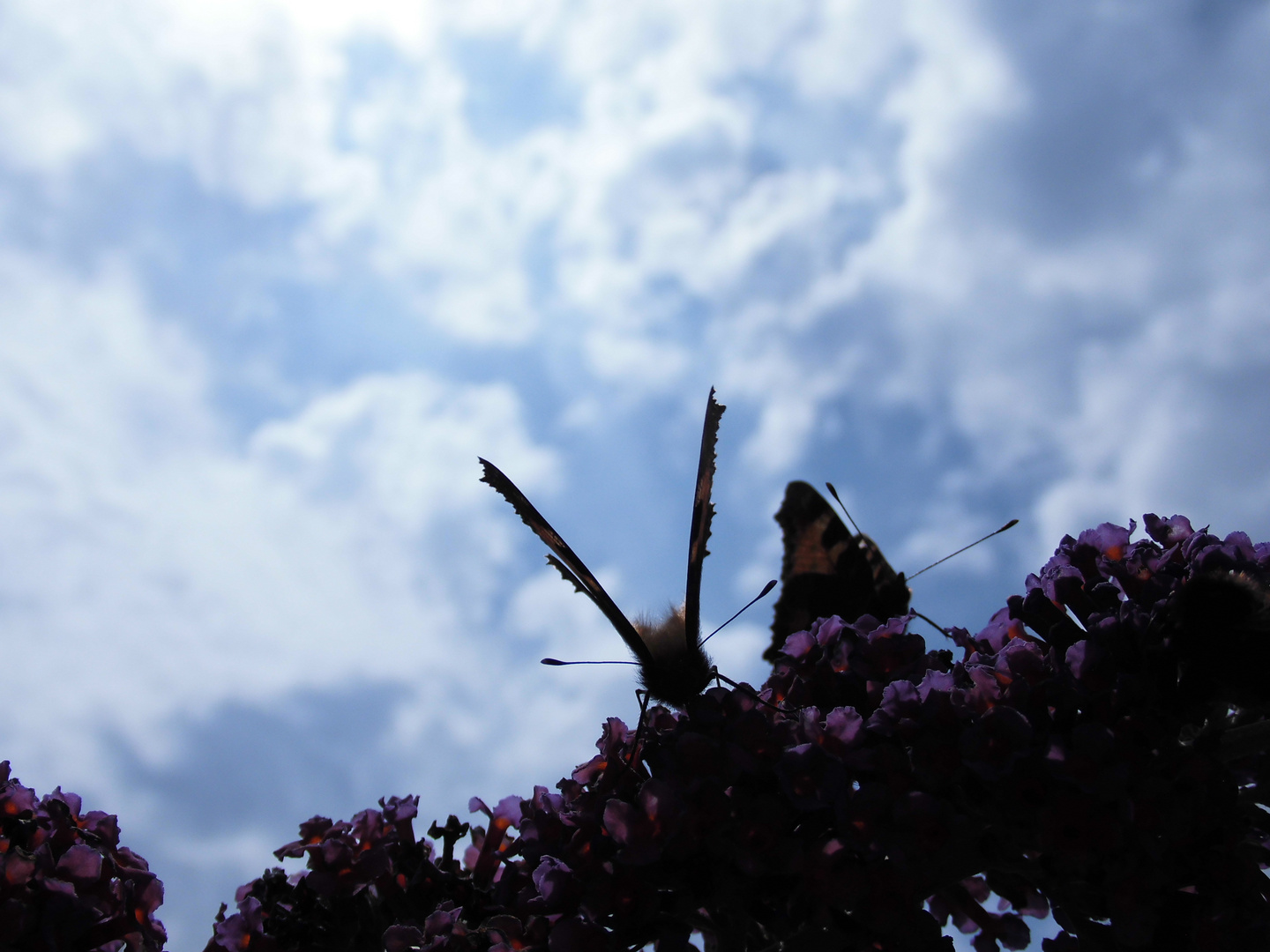 Der Kleine Fuchs (Aglais urticae / Nymphalis urticae) Foto & Bild ...