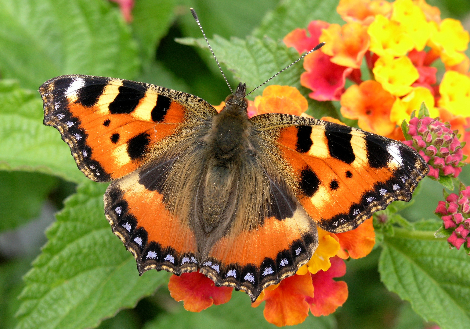 Der kleine Fuchs auf dem Wandelröschen Foto & Bild | tiere, wildlife ...