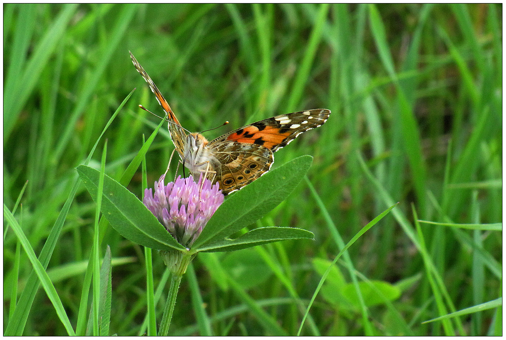 Der kleine Fuchs... Foto & Bild | tiere, wildlife, schmetterlinge ...