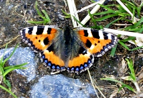 Der kleine Fuchs Foto & Bild | sommer, natur, schmetterling Bilder auf ...