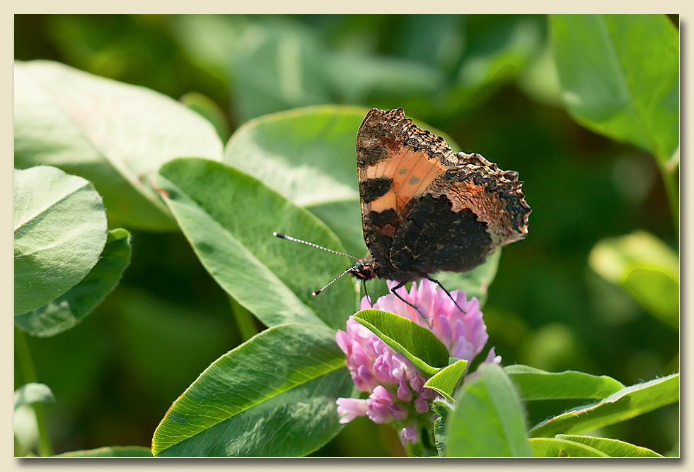 Der kleine Fuchs Foto & Bild | tiere, wildlife, schmetterlinge Bilder ...