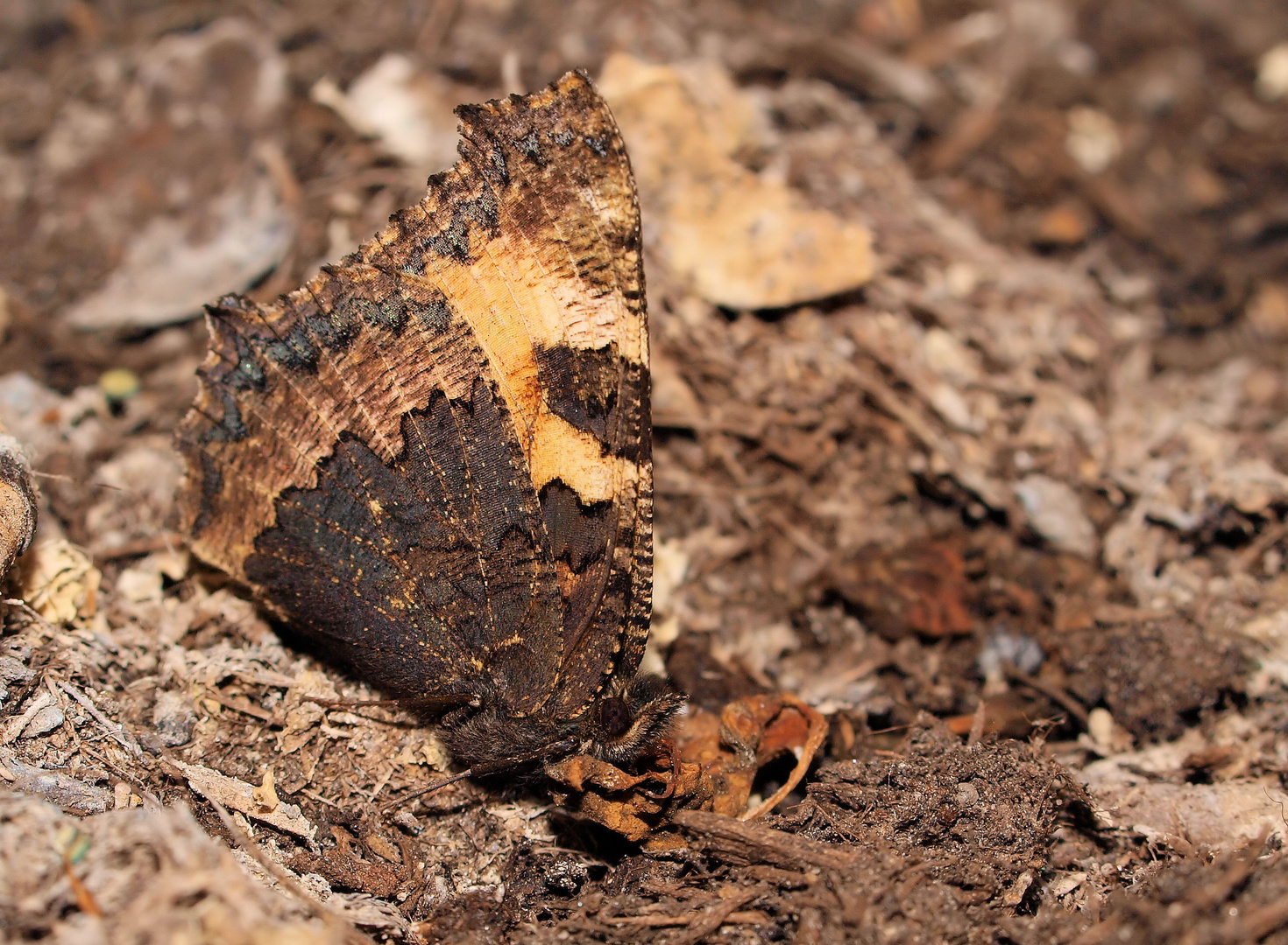 Der kleine Fuchs Foto & Bild | tiere, wildlife, schmetterlinge Bilder ...