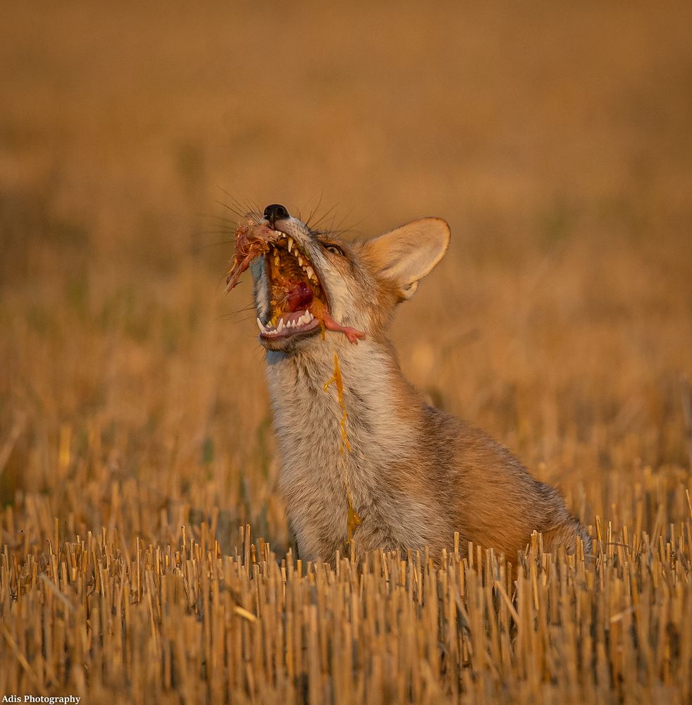 Der kleine Fuchs Foto & Bild | natur, tiere, workshop tschechien Bilder ...