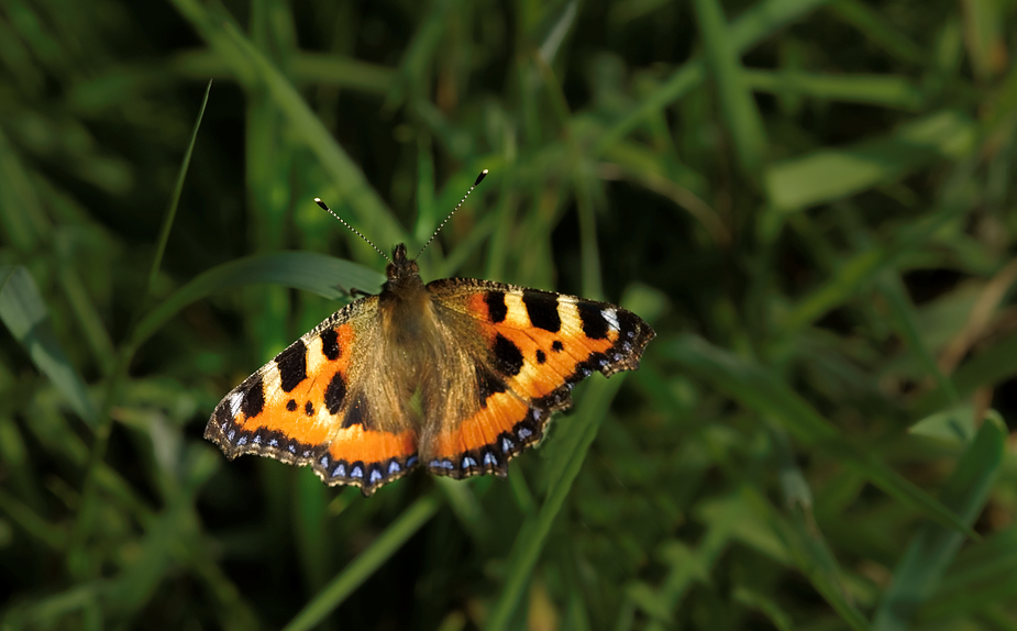 Der Kleine Fuchs Foto & Bild | tiere, wildlife, schmetterlinge Bilder ...